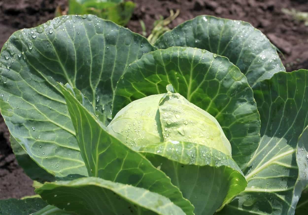 Coltivare cavoli: ecco come far crescere cavoli nell'orto