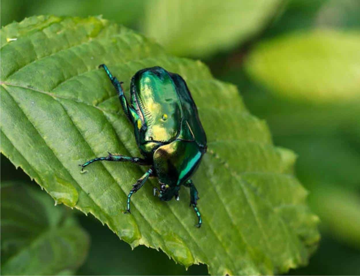 Cetonia dorata (maggiolino verde): come difendere le piante