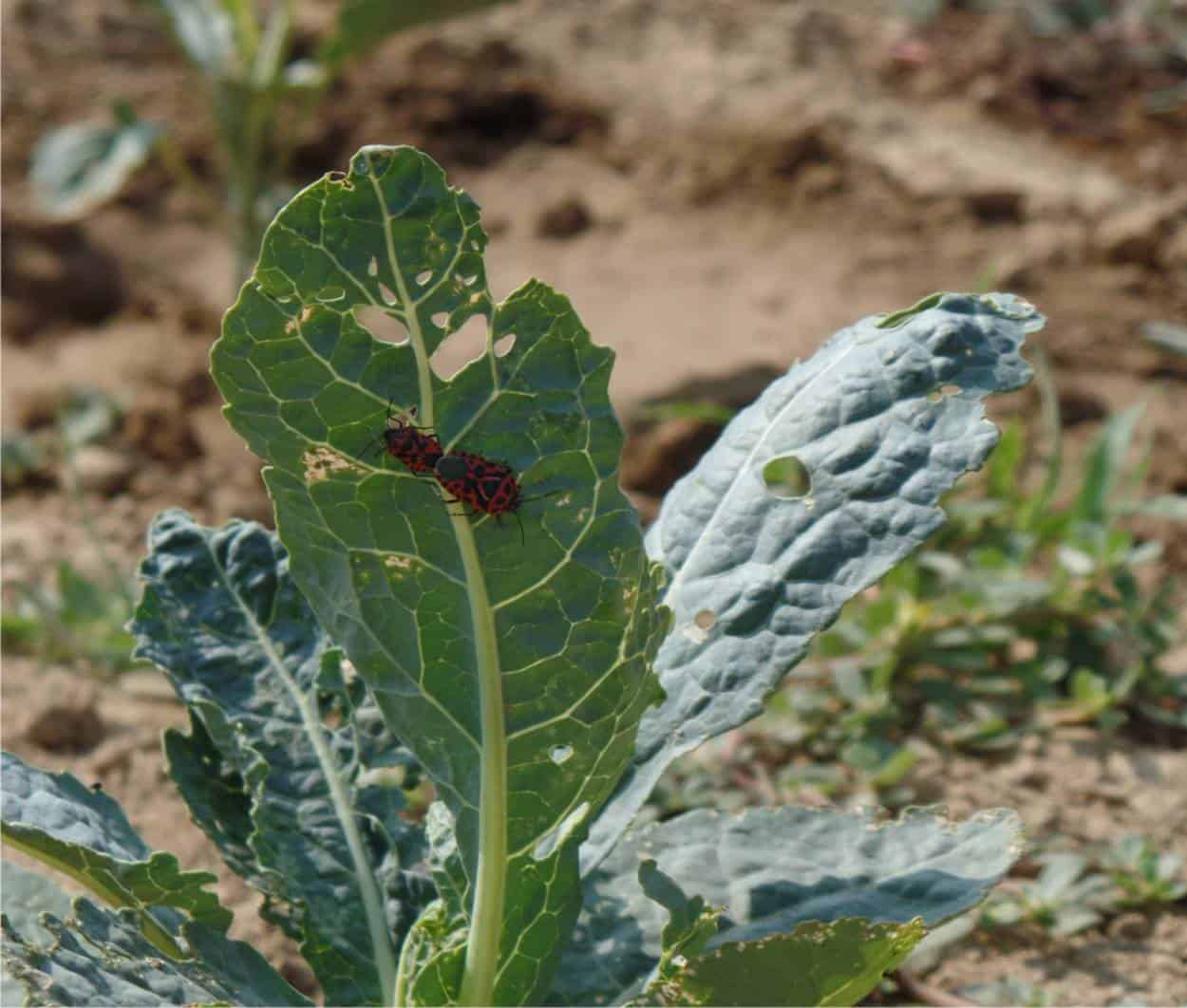 Cimici rosse e nere: come difendere i cavoli