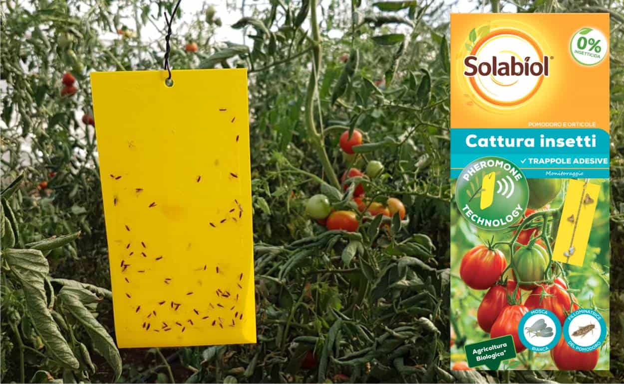 Trappole a feromoni per difendere i pomodori