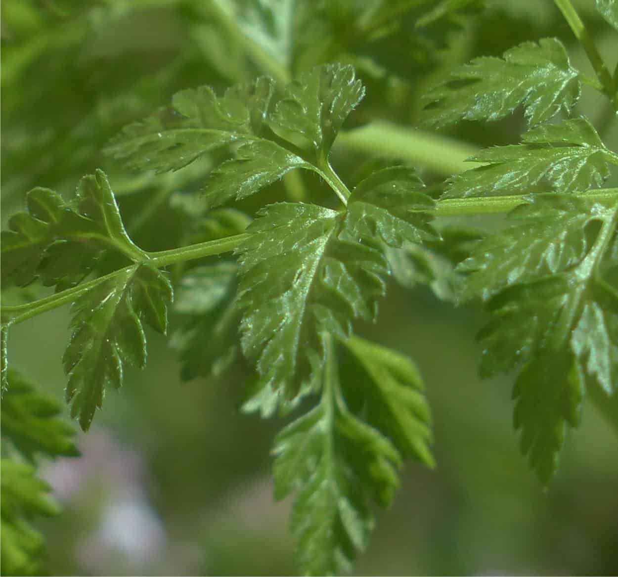 Cerfoglio: coltivazione, raccolta ed utilizzo
