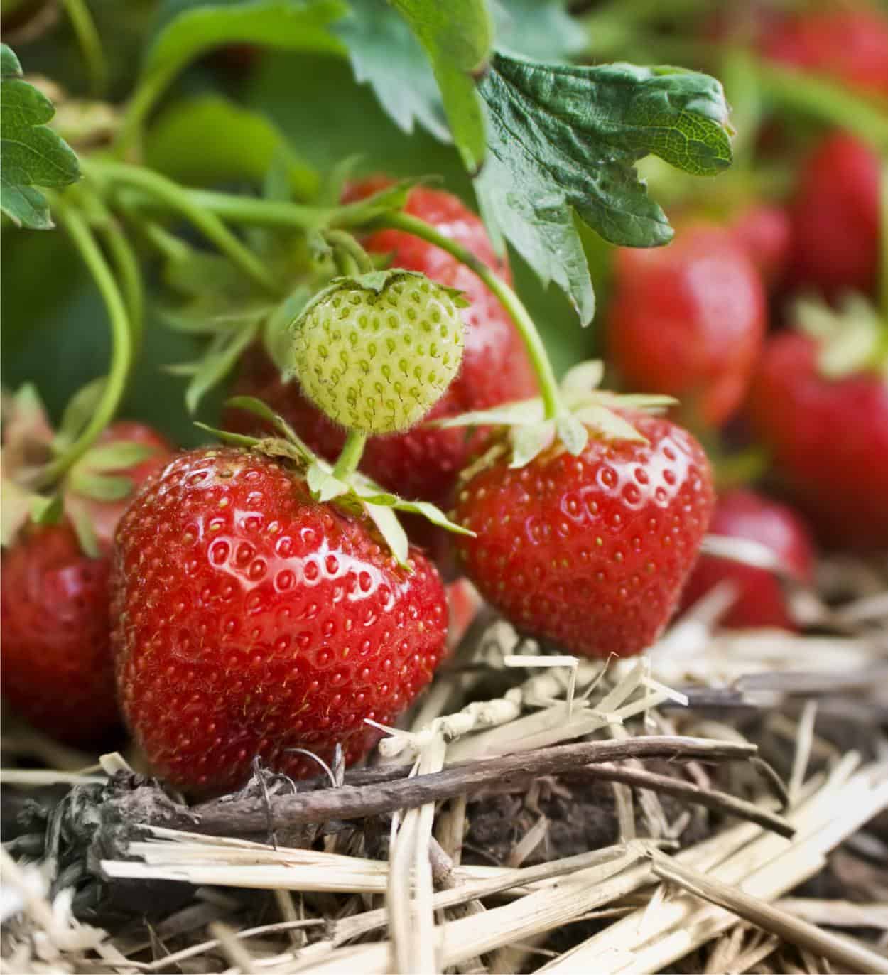 Difendere le fragole dagli insetti: tutti i parassiti