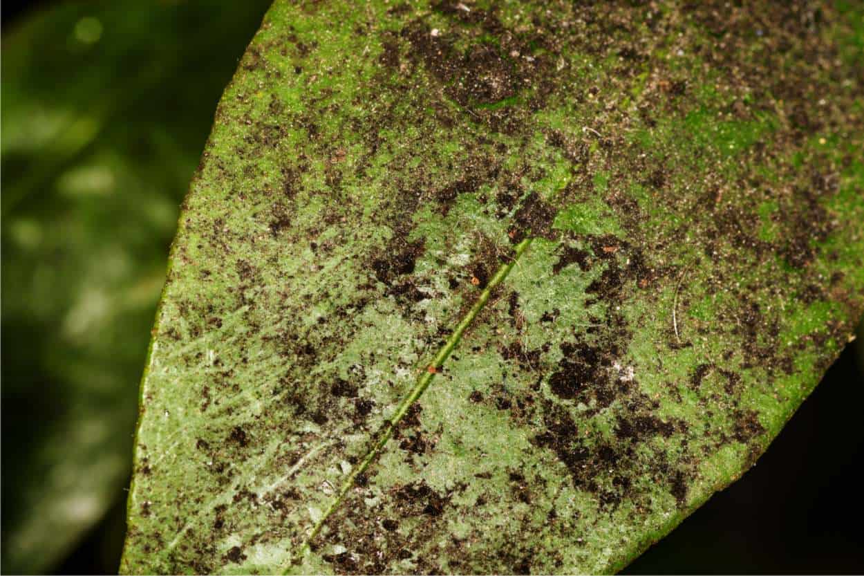 Fumaggine: come evitare la patina nera sulle foglie