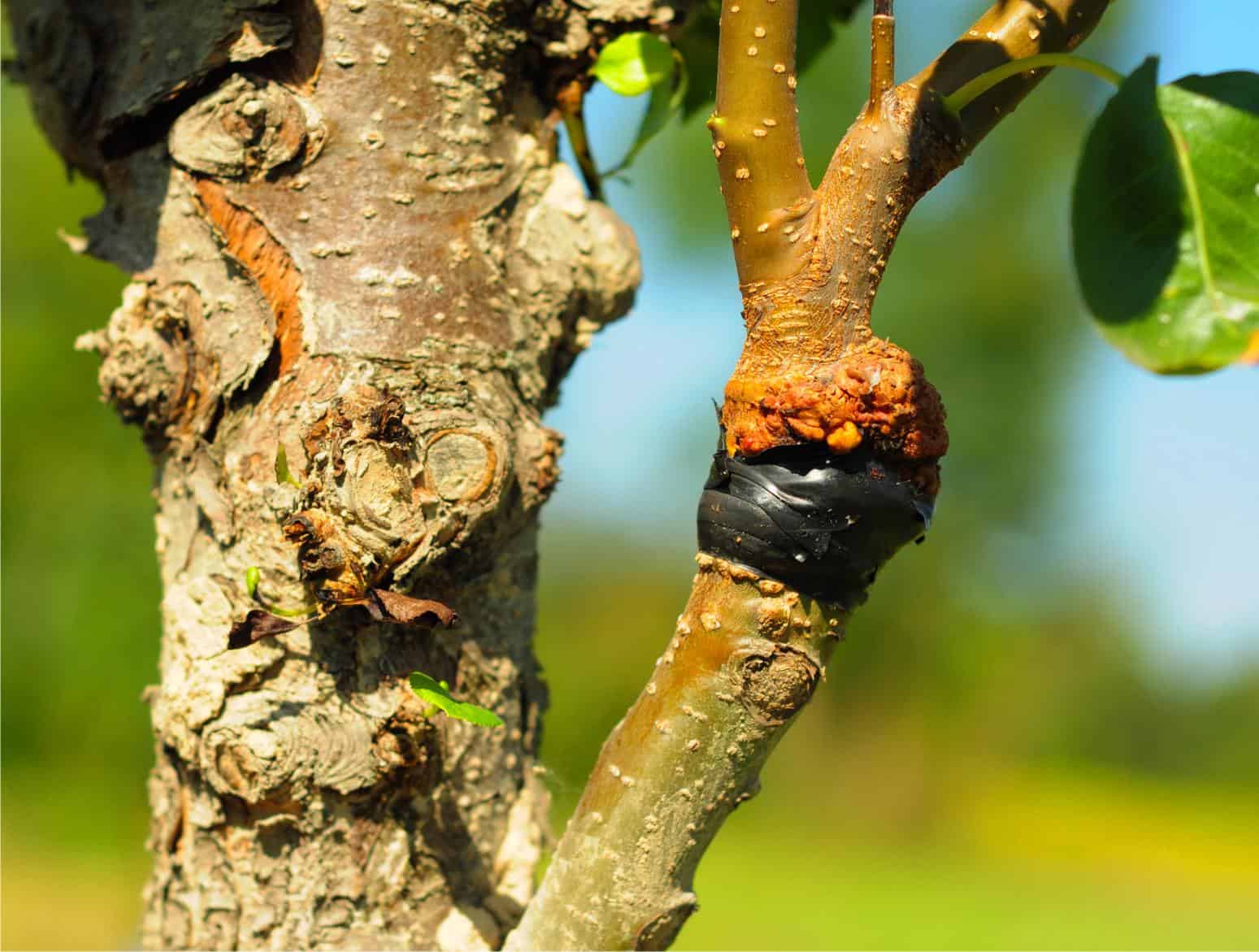 Come fare un innesto: tecnica utile per le piante da frutto