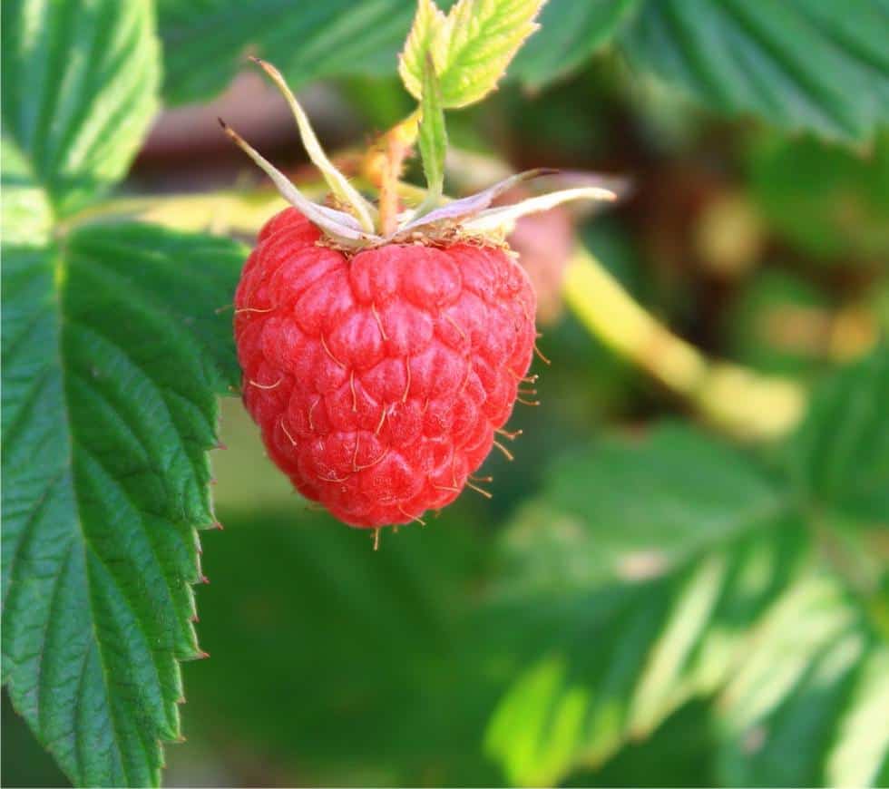 Come coltivare i lamponi: la guida di Orto Da Coltivare