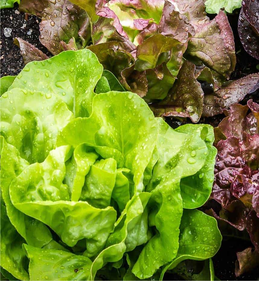 Coltivare lattuga: come ottenere insalate dall'orto