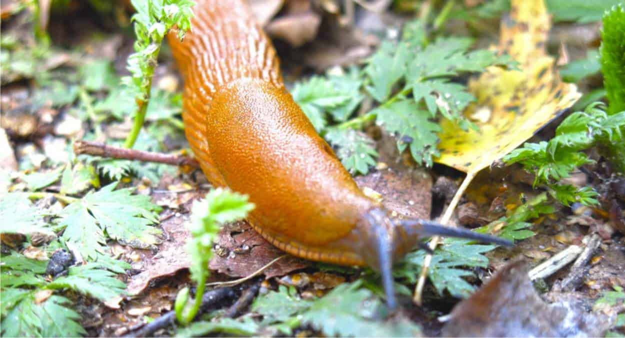 Limacce: come difendere l'orto dalle lumache rosse