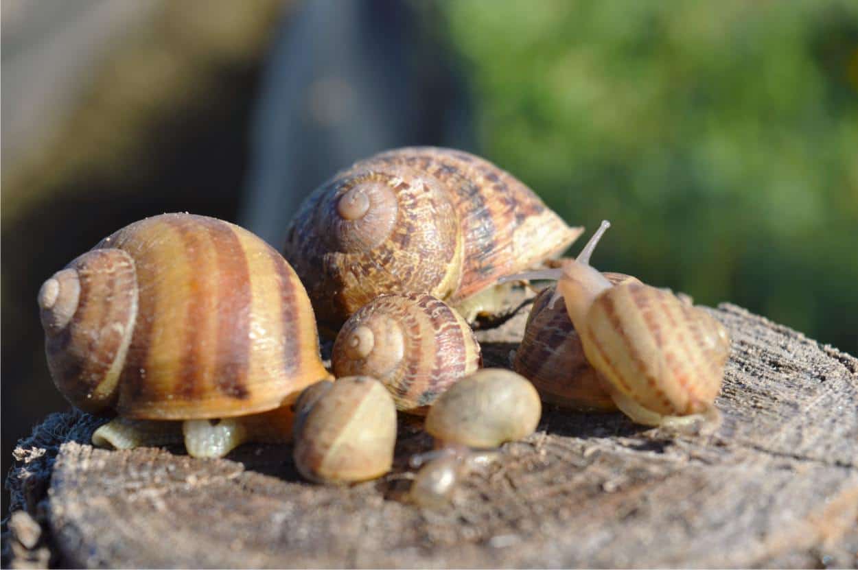 Il letargo delle chiocciole e il loro allevamento