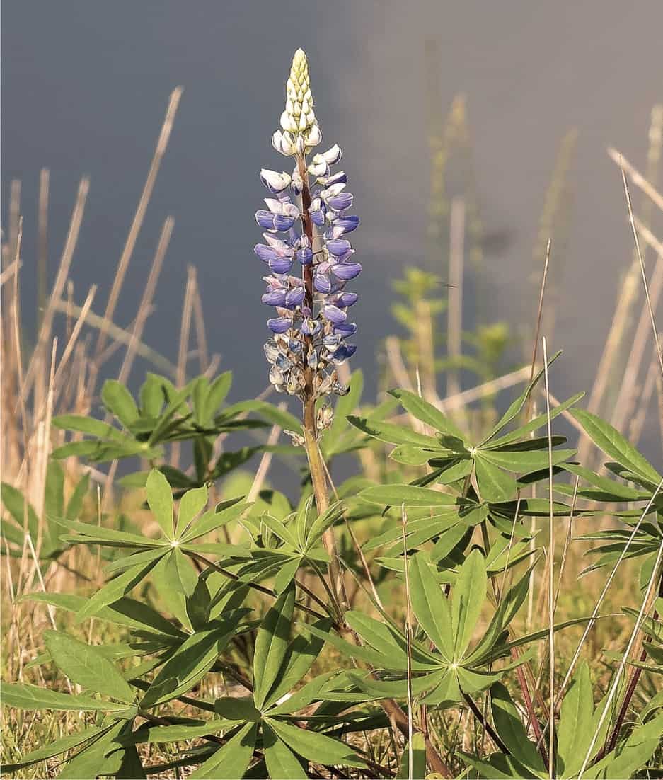 Come si coltivano i lupini