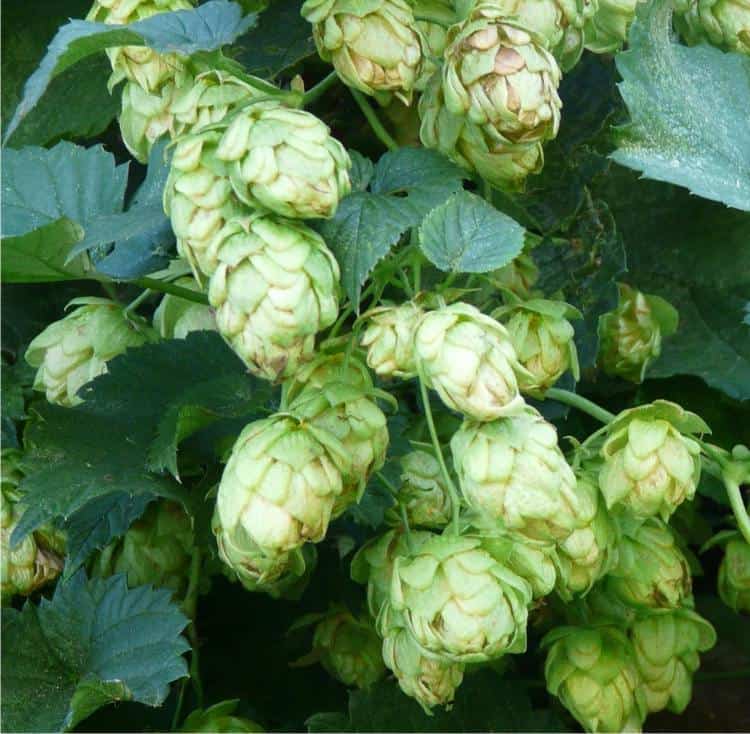 Come coltivare il luppolo: birre, tisane e frittate