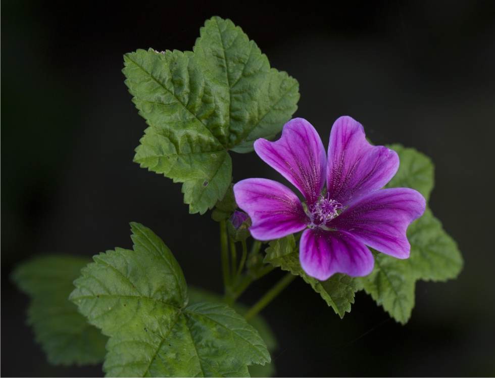 La malva: coltivazione e proprietà