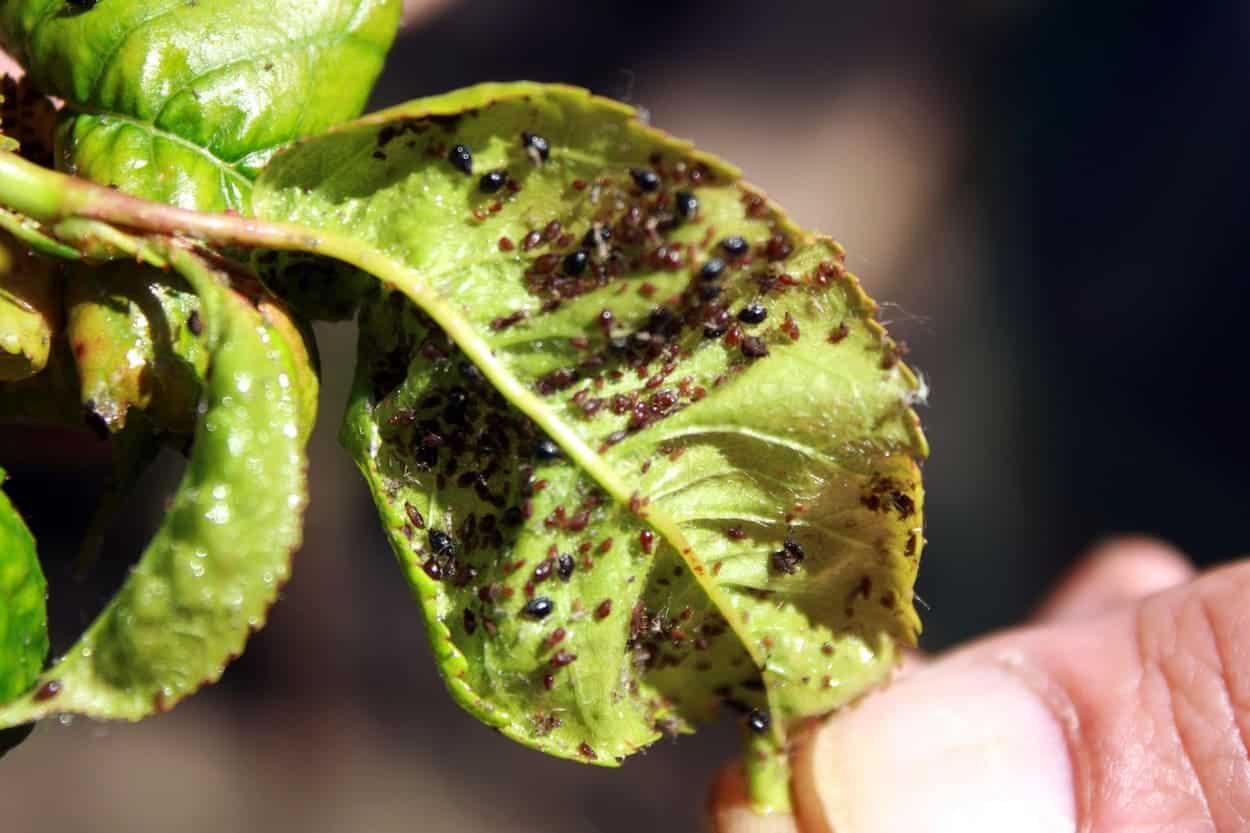 Melata degli afidi. Ecco i rimedi naturali: il sapone nero