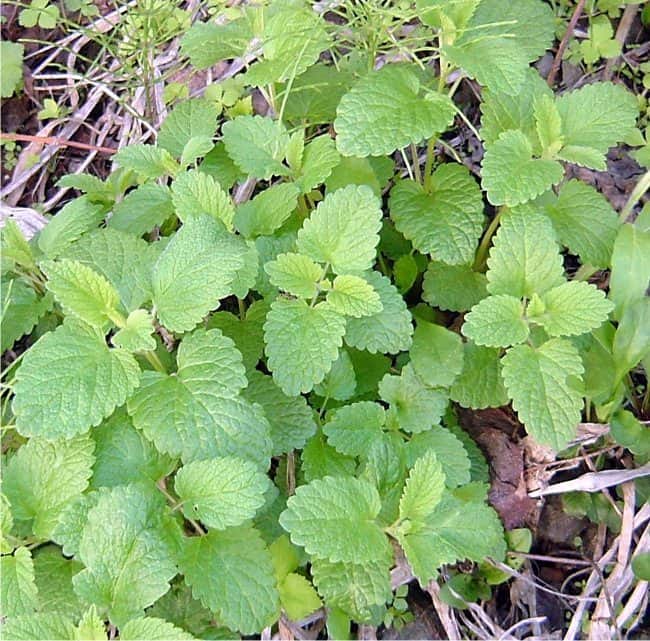 La melissa: coltivazione, utilizzo e proprietà officinali