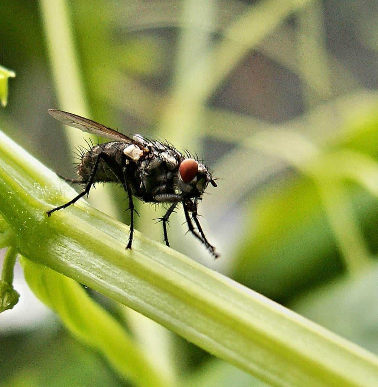 Come eliminare le mosche comuni con metodi naturali