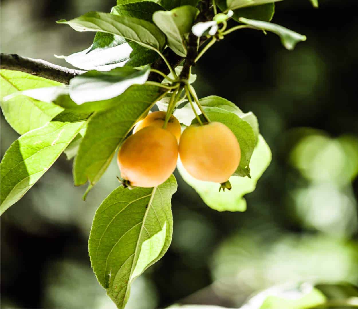 Nespolo giapponese: caratteristiche e coltivazione bio