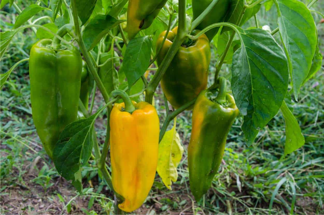 Coltivare i peperoni nell'orto