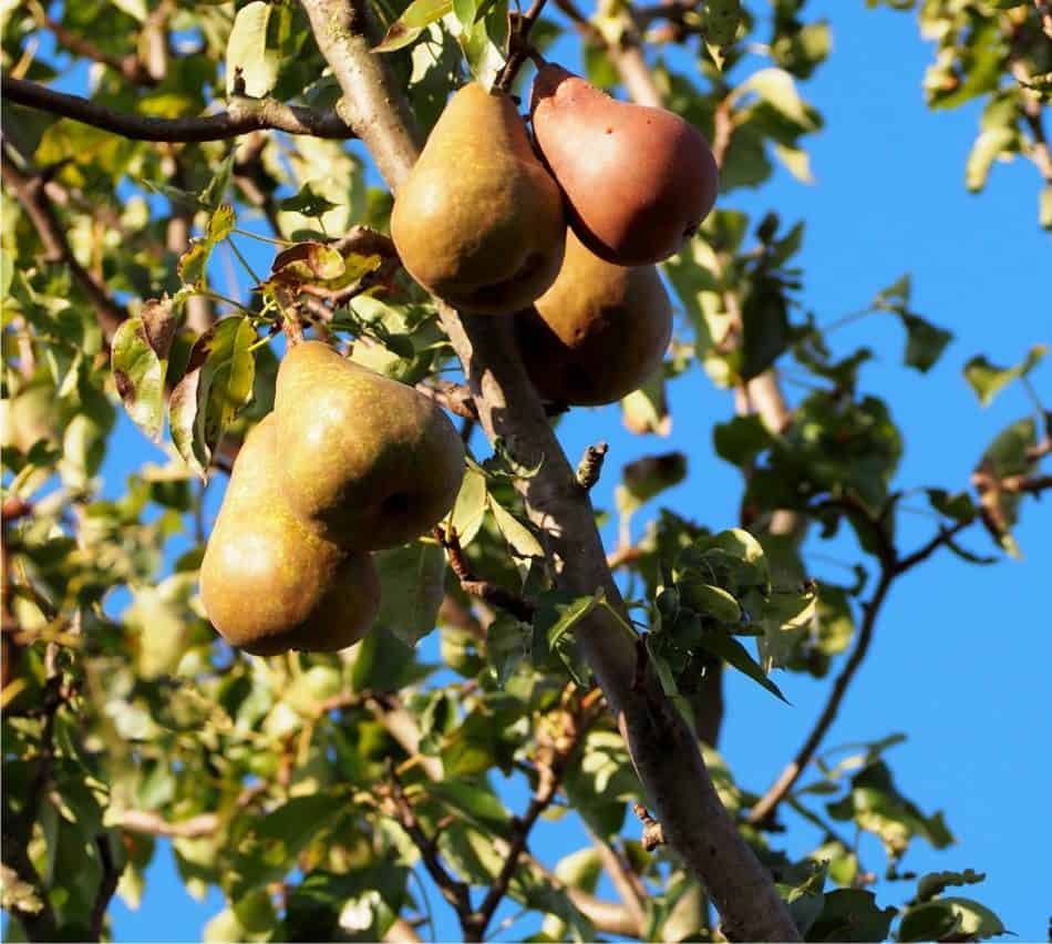 Il PERO: come coltivare l'albero di pere