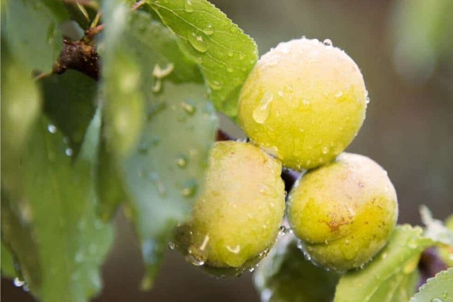 Come coltivare il pesco: alberi da frutto