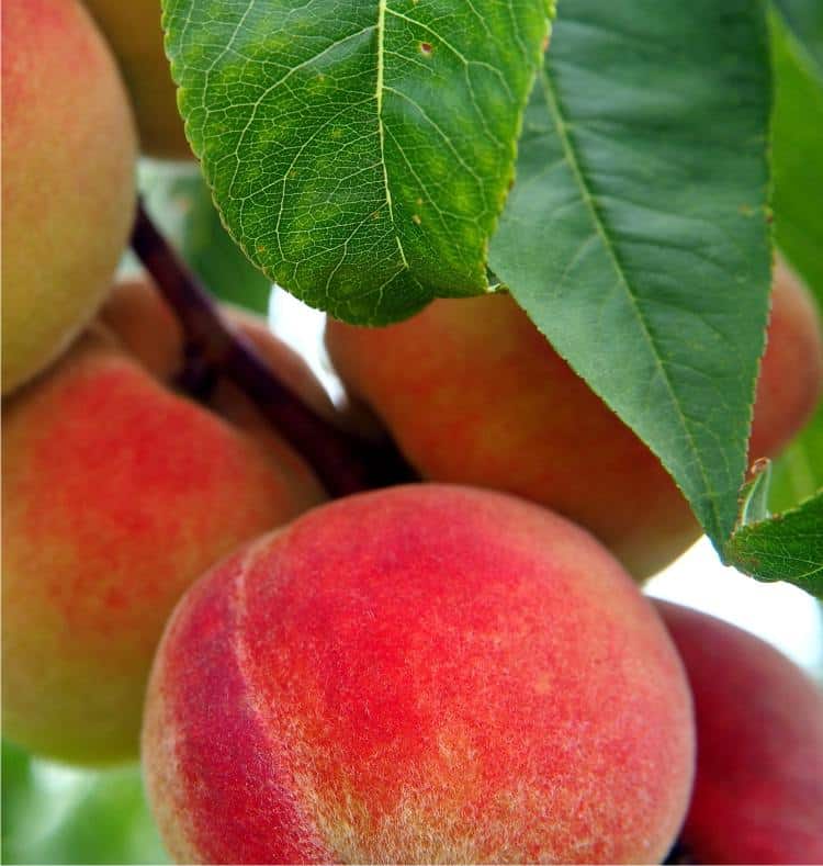 Come coltivare il pesco: alberi da frutto