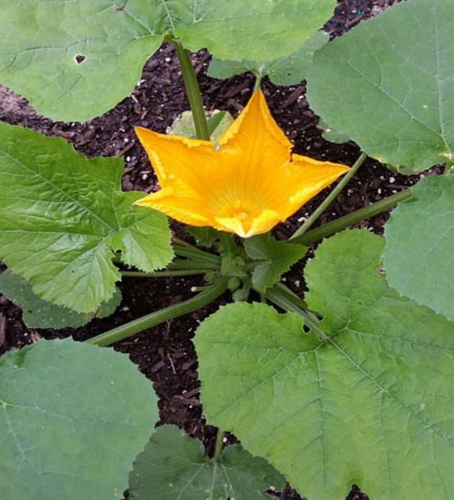 Zucchine: semina, coltivazione, raccolta