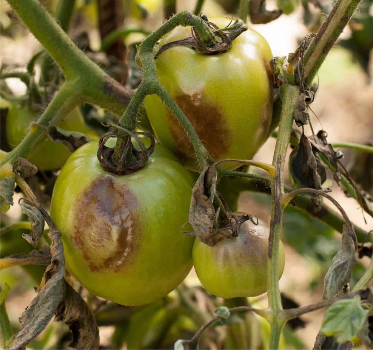 Peronospora del pomodoro: sintomi e trattamenti bio