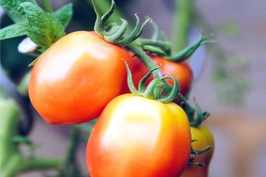 Varietà di pomodoro: ecco quali pomodori coltivare nell'orto