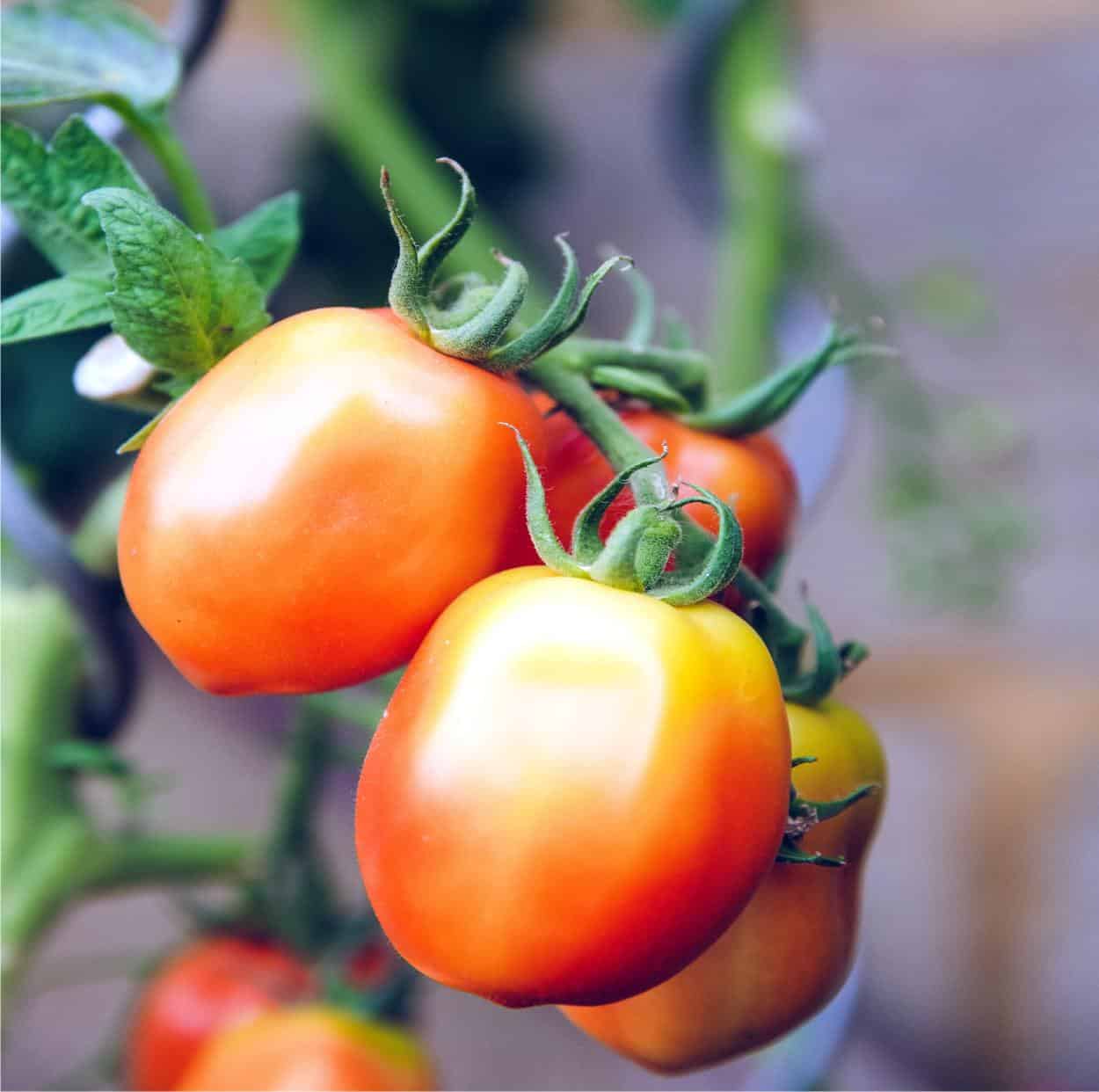 La storia e le origini del pomodoro
