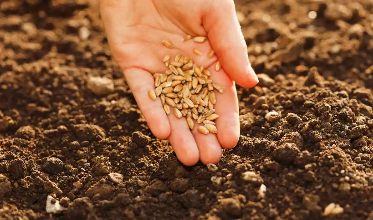 Coltivare grano: dalla semina al mulino