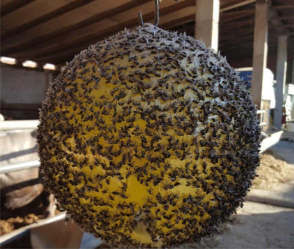 Sfera Trap: trappola cromotropica luminosa