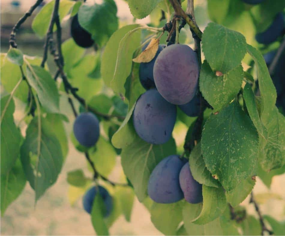 Susino e Prugno: coltivazione in giardino o frutteto