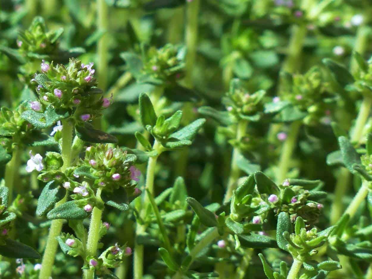 Coltivare il timo | Erbe aromatiche dell'orto