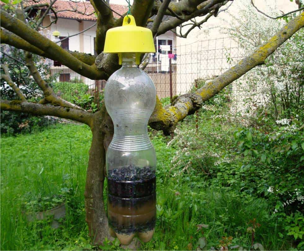 Trappole Tap Trap: difesa naturale del frutteto