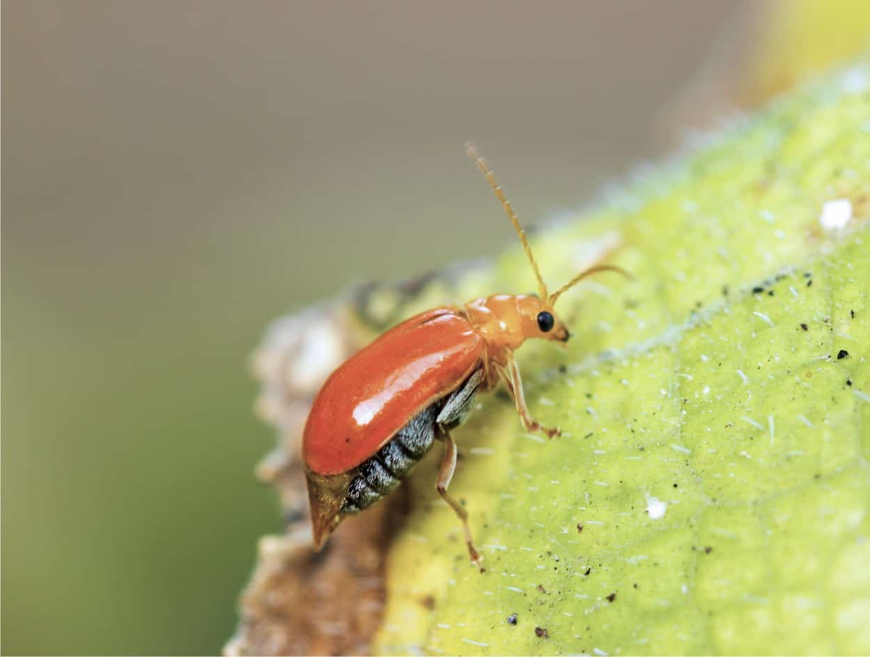 Tripidi: piccoli insetti nocivi per orto e piante