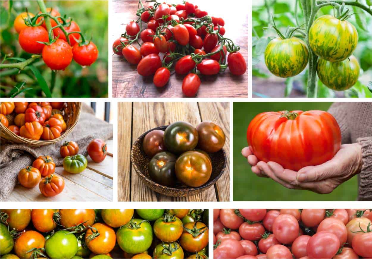 Varietà di pomodoro: ecco quali pomodori coltivare nell'orto
