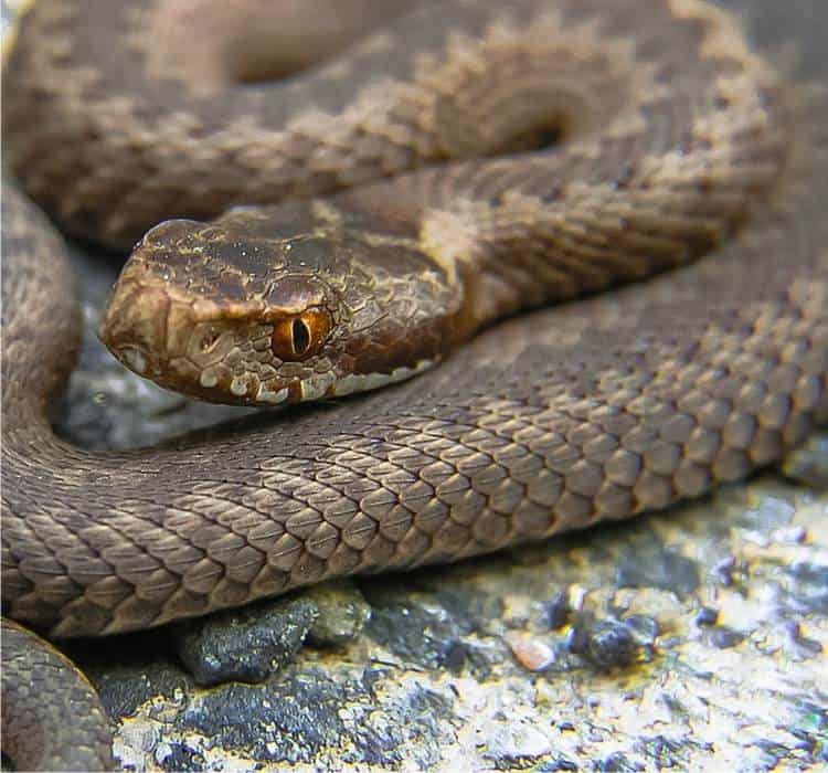 Serpenti italiani: alleati per l'orto da non uccidere