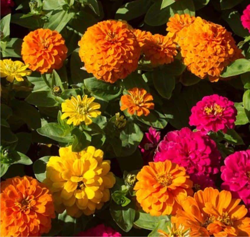 Zinnia: il fiore ornamentale che piace alle farfalle