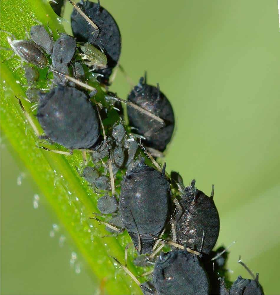 Combattere gli afidi: difesa biologica dell'orto
