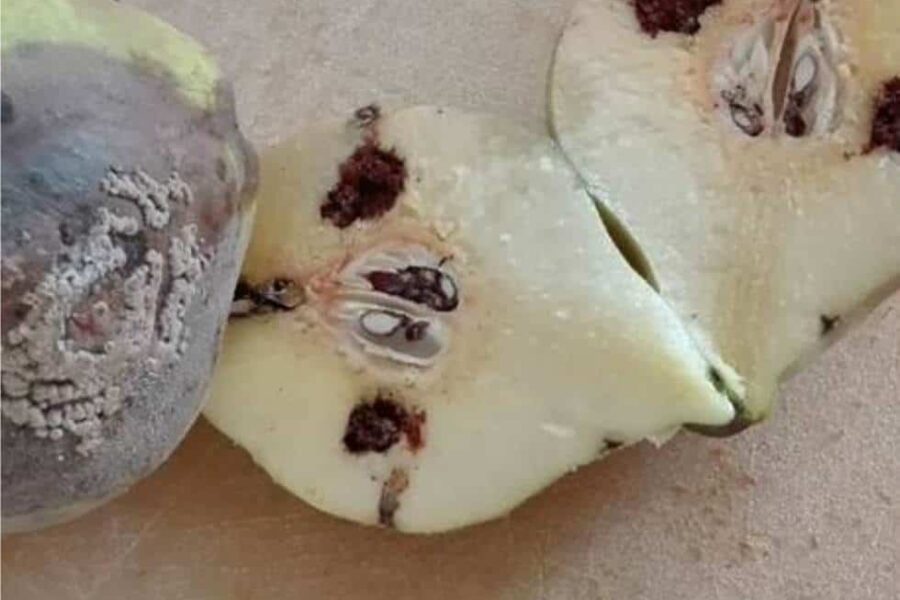 Mosca della frutta (ceratitis capitata): difesa bio