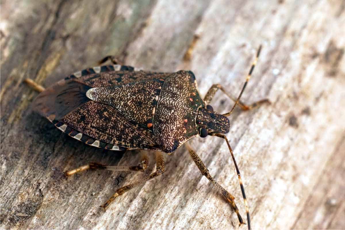 Cimici: difendere orto e frutteto da cimice asiatica e verde
