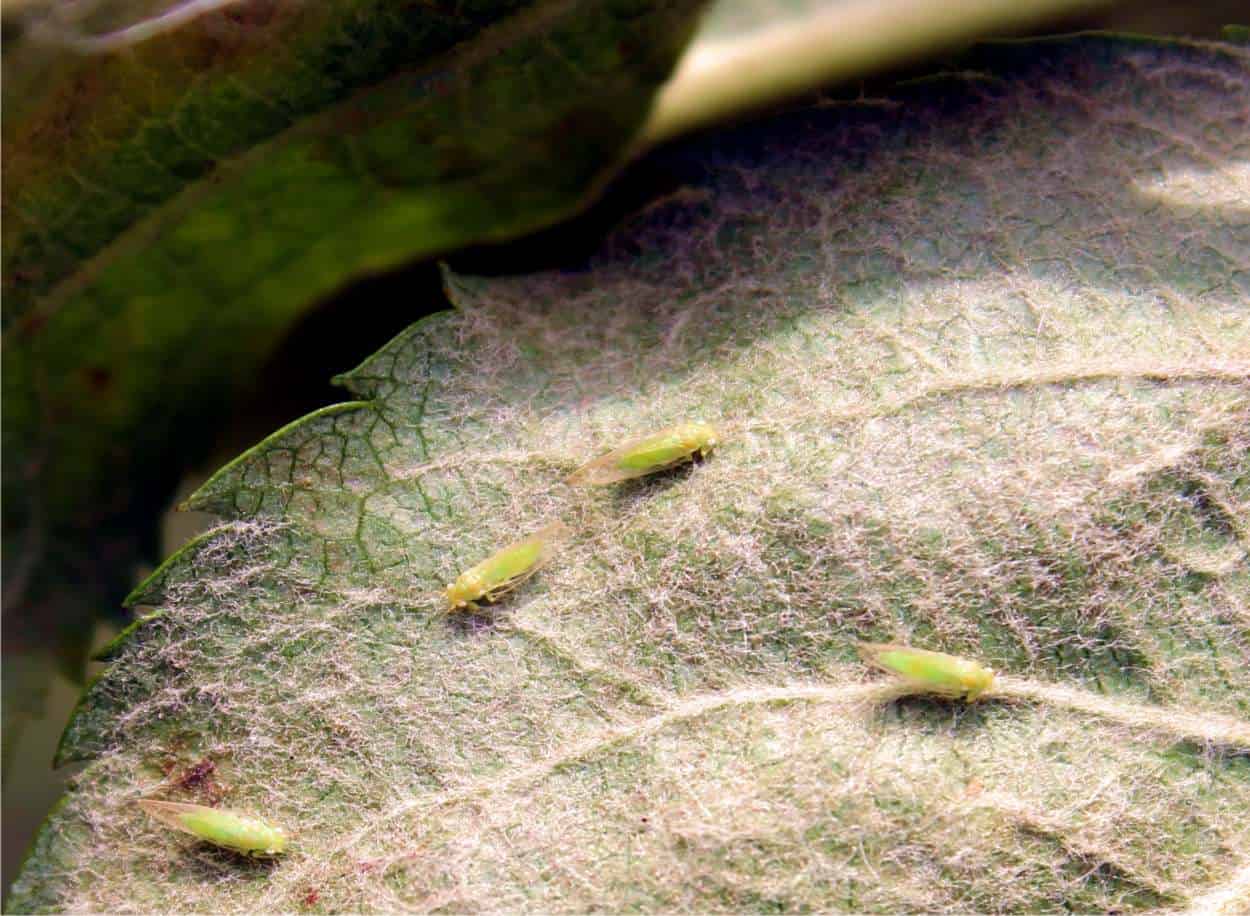 Psilla del pero: caratteristiche, danni e lotta biologica